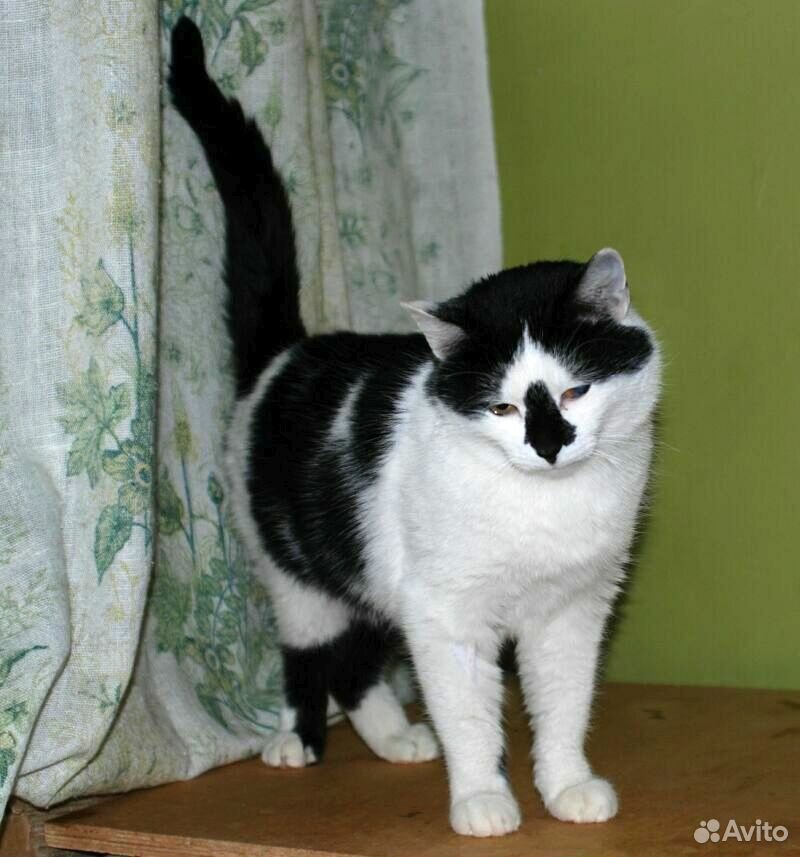 Нежная кошечка Симона в добрые руки