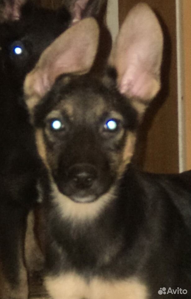 Миниатюрная собачка