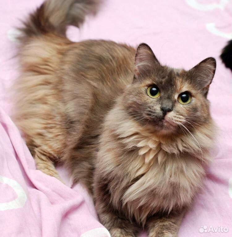 Джесси - пушистое очарование в добрые руки