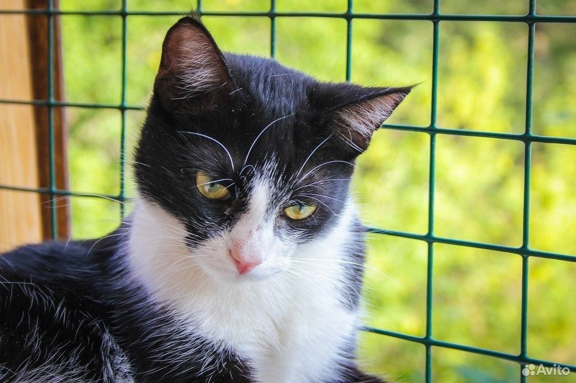 Очень ласковая, умная, добрая кошь-ласкуша в дар