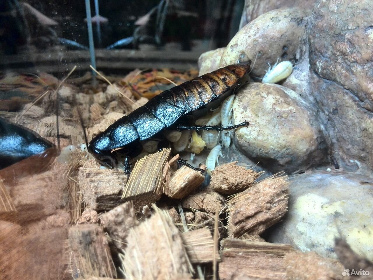 Мадагаскарские шипящие тараканы