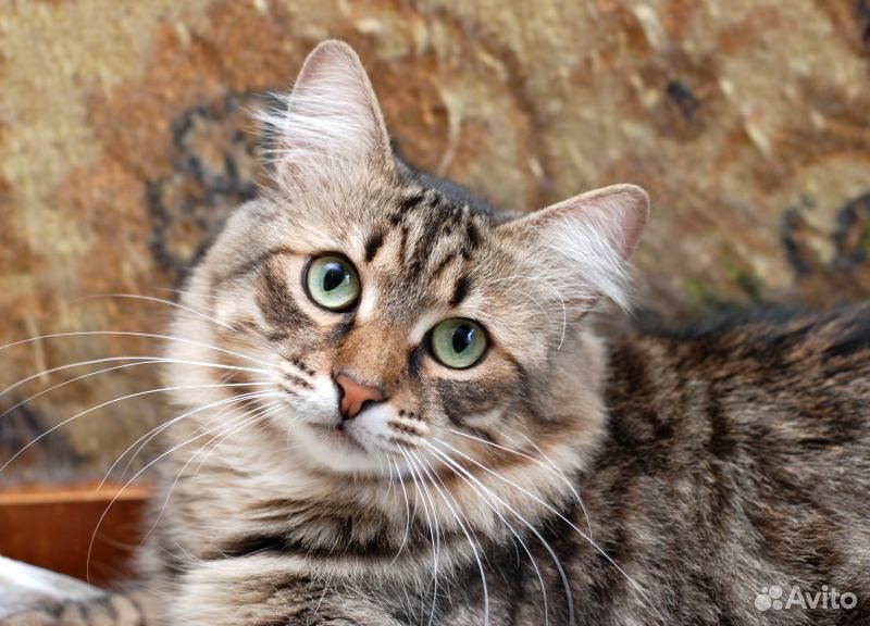 Роскошный сибиряк Пух с зелеными глазами