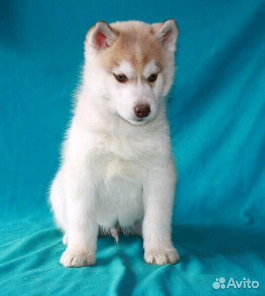 Зеленоглазый красавец хаски цвета капучино. РКФ