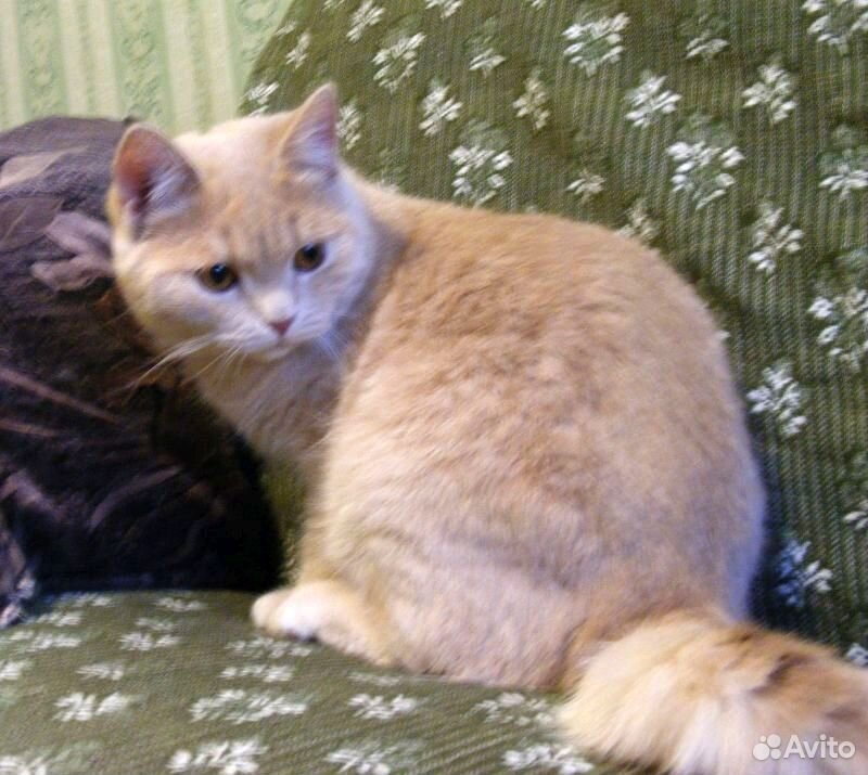 Брик - абрикосовый красавчик