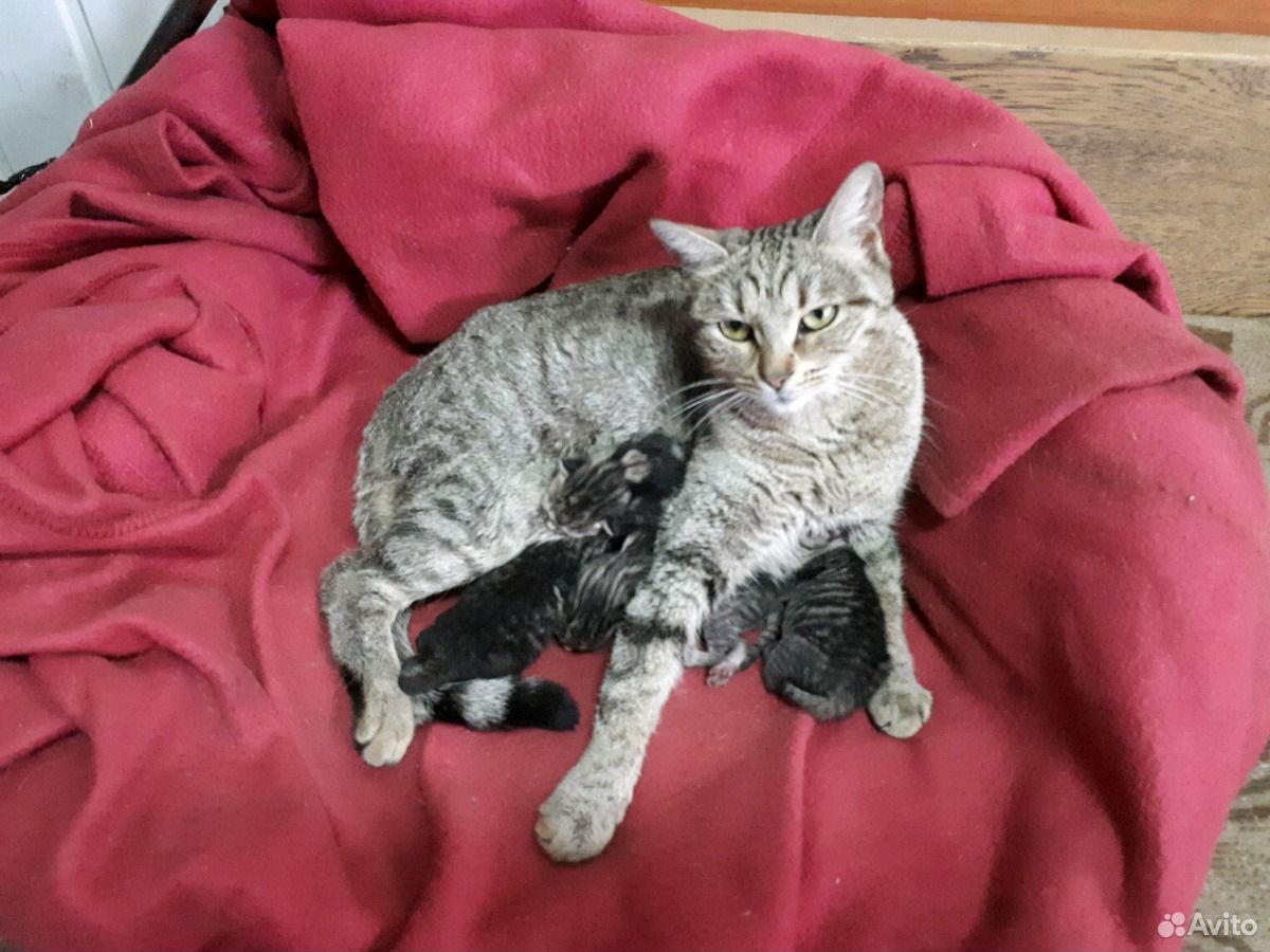 Котята крысоловы