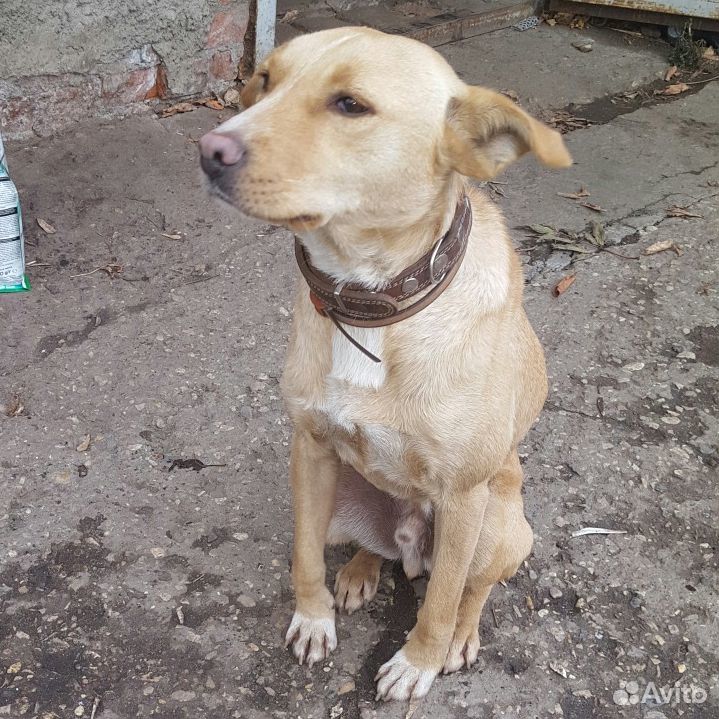 Кабель, щенок в дар. Мальчик-сокровище ищет дом