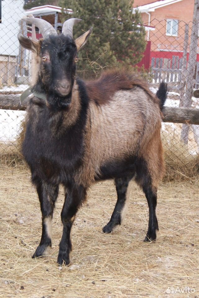 Козёл на случку