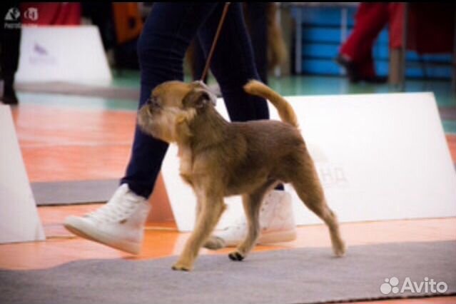 Вязка. брюссельский грифон