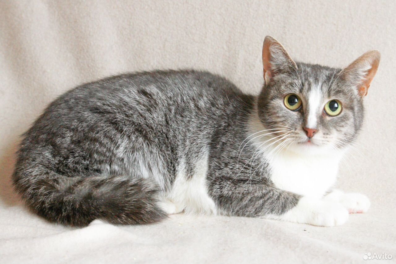 Маленькая Зефирка, 1,5 года, Москва