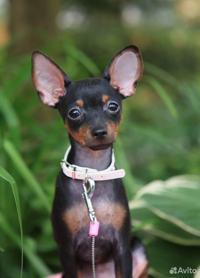 Той-терьер девочка без недостатков яркая