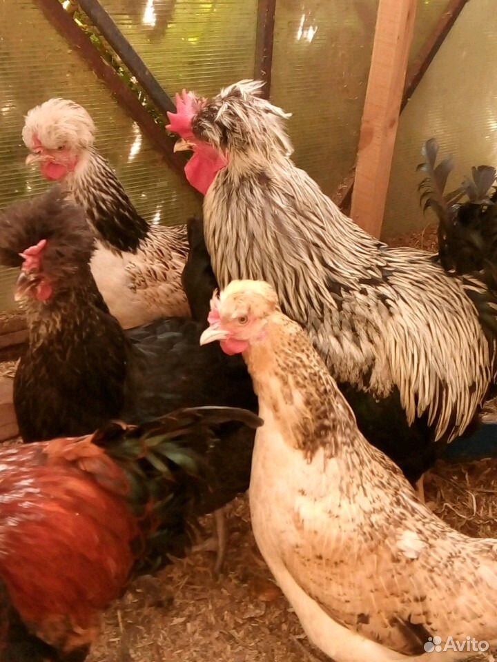 Русская хохлатая, яйцо инкубационное