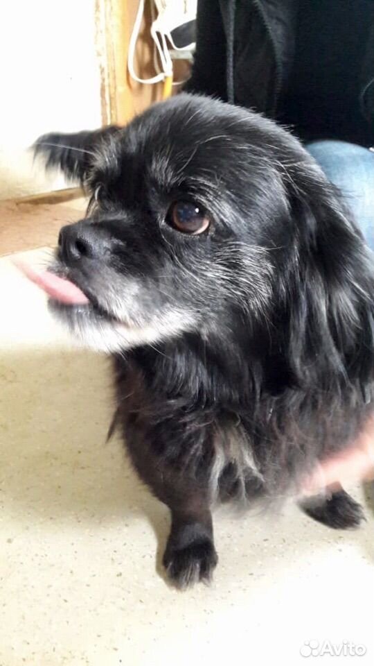 Метис пекинеса в дар