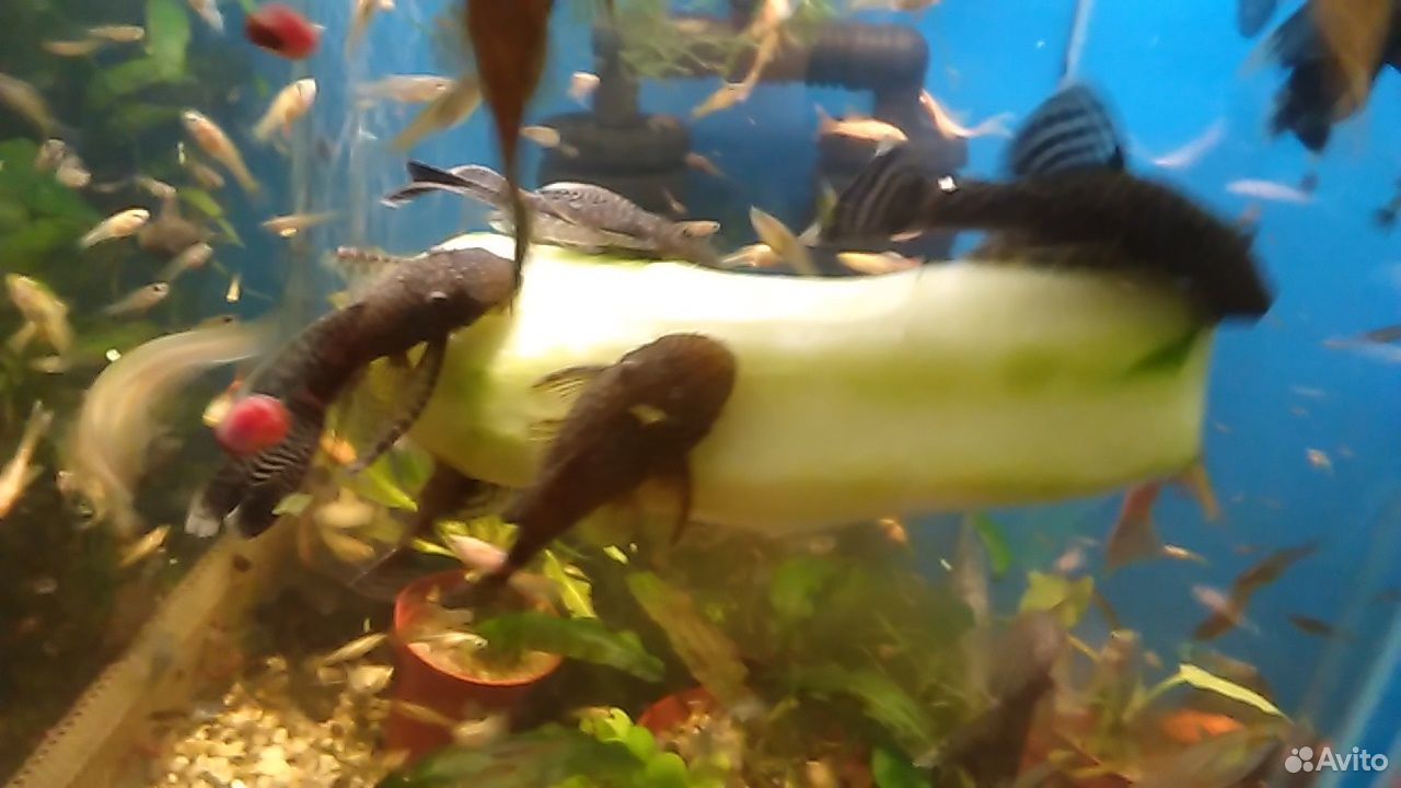 Семья молодых анциструсов