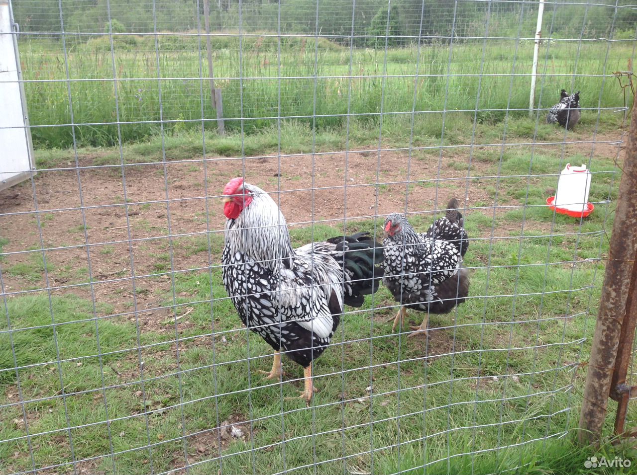 Породистые куры