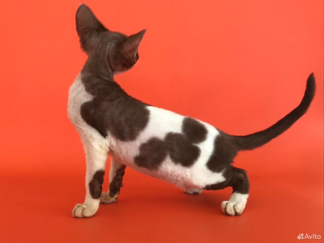 Шоколадный Бисквит