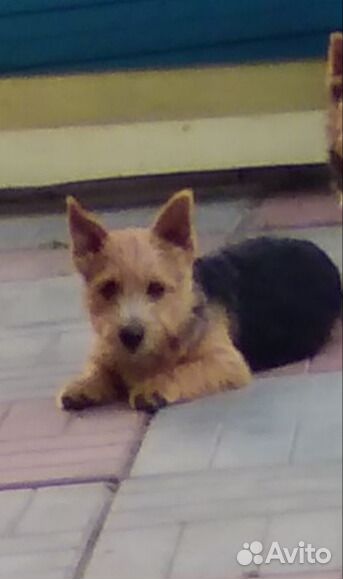 Щенок норвич-терьера