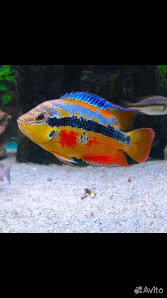 Пара сальвиний