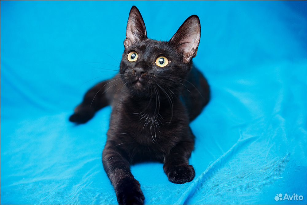 Мурлышка Шон, 5 месяцев, кастрирован