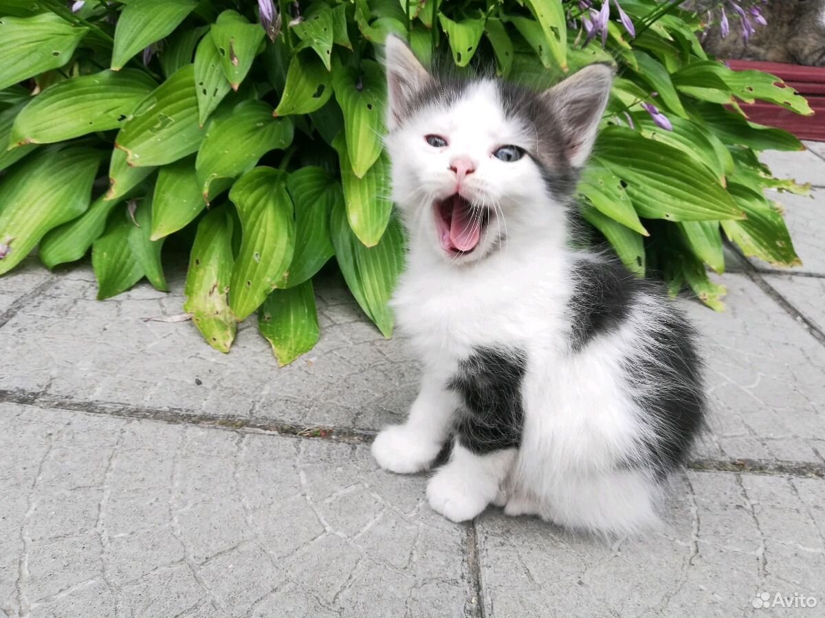 Отдам маленького котёнка в добрые руки