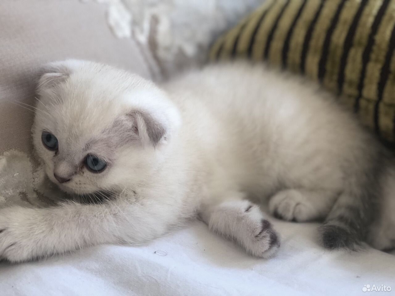 Котята британцы