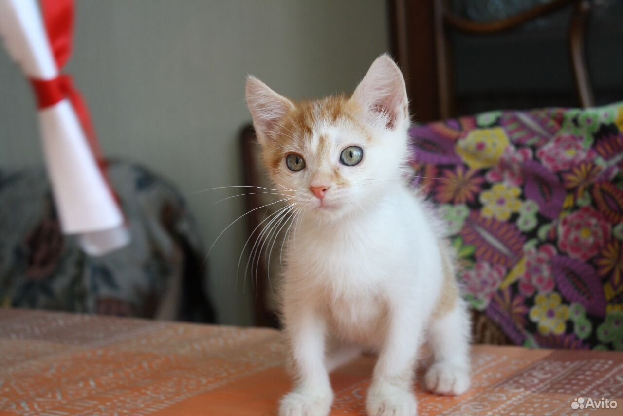 Котёнок 1,5 ищет дом