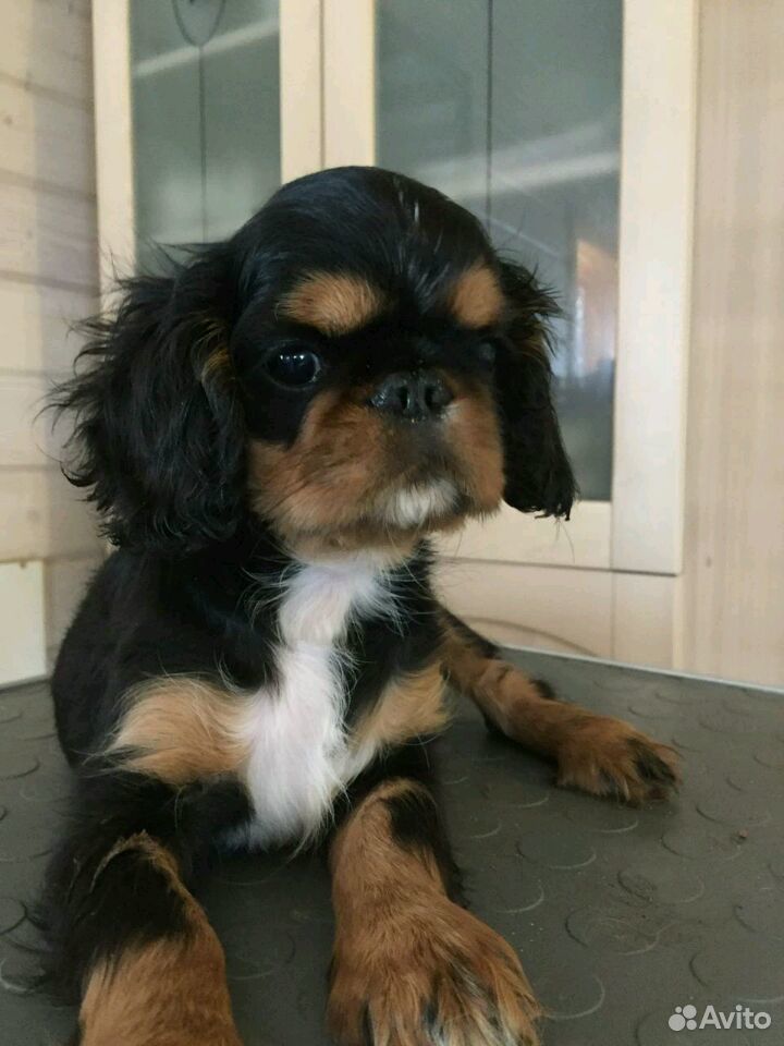 Щенки Кинг Чарльз Спаниеля