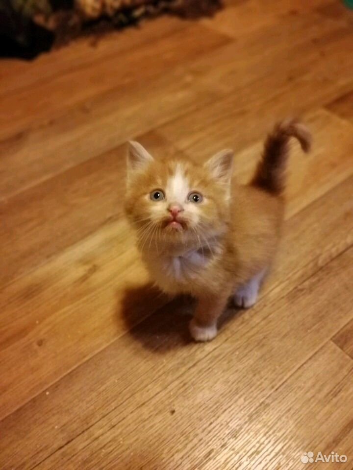 Солнечные рыжики ищут дом