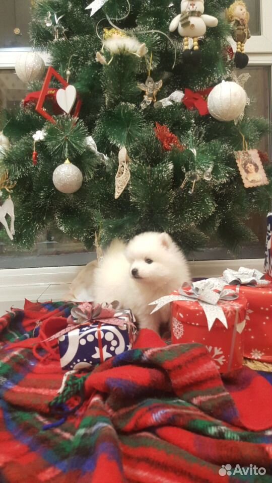 Японский шпиц щенки и кобель