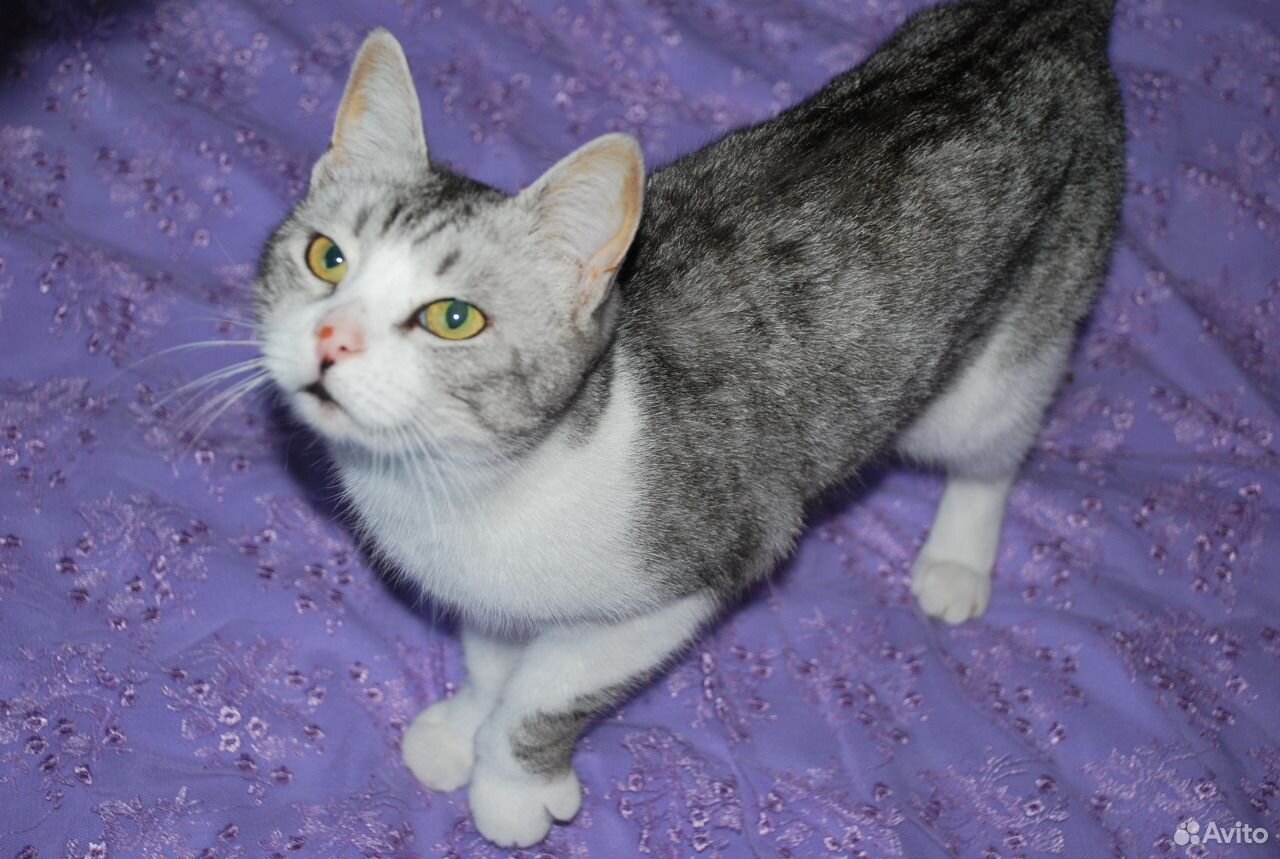 Киса в поисках дома