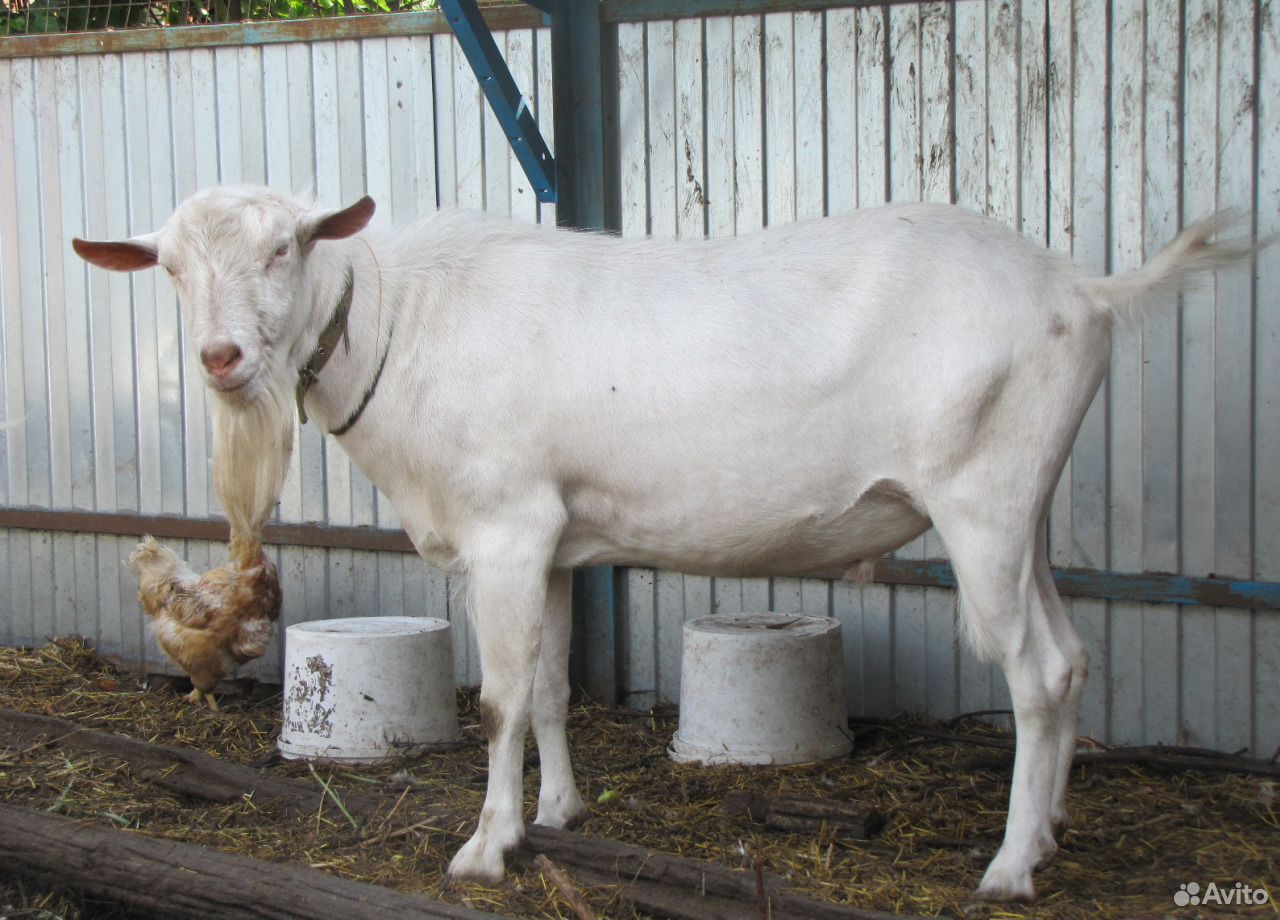 Козёл для вязки