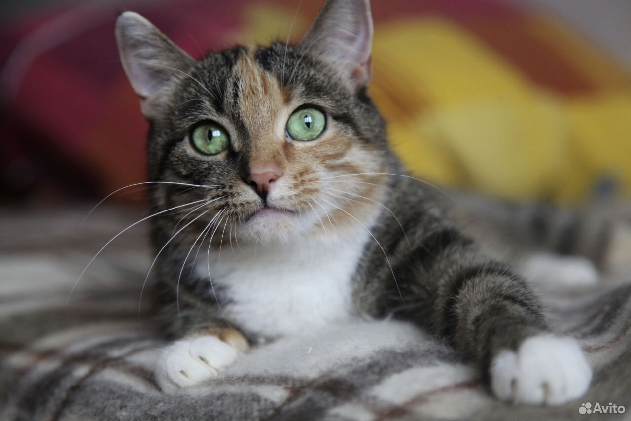 Киска Лариска ищет дом