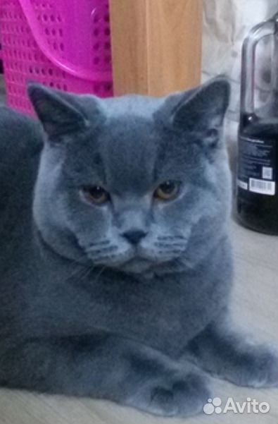Вязка с скотиш страйт