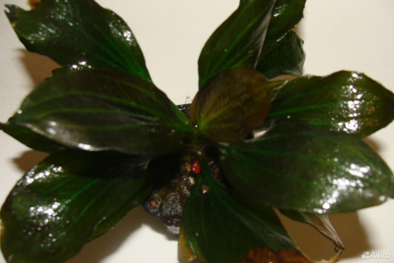 Эхинодорус opacus from Uruguay, Эх. portalegrensis