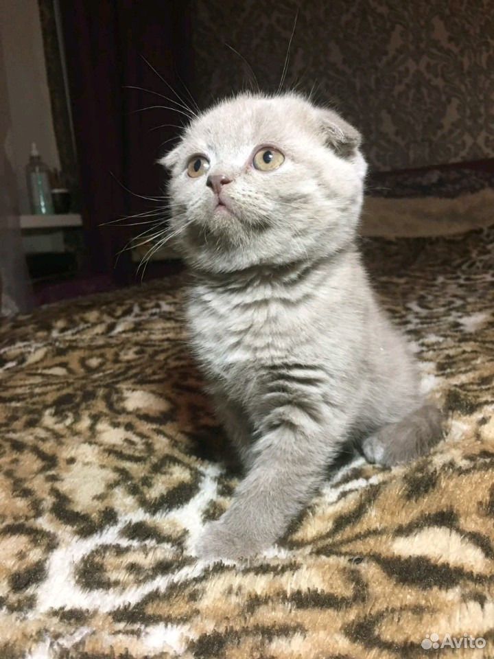 Шотландская