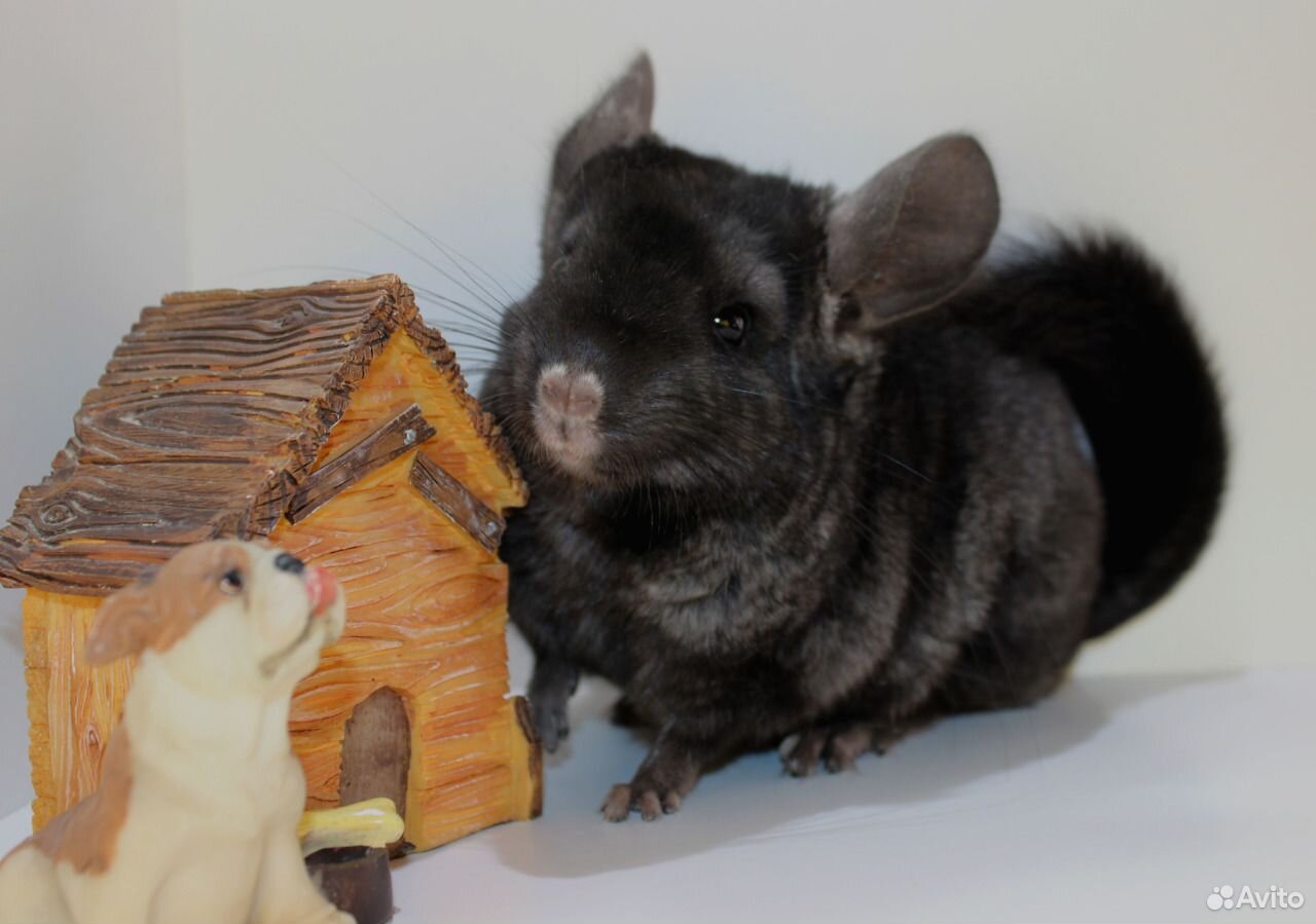 Шиншилла девочка Экстра дарк (темный)