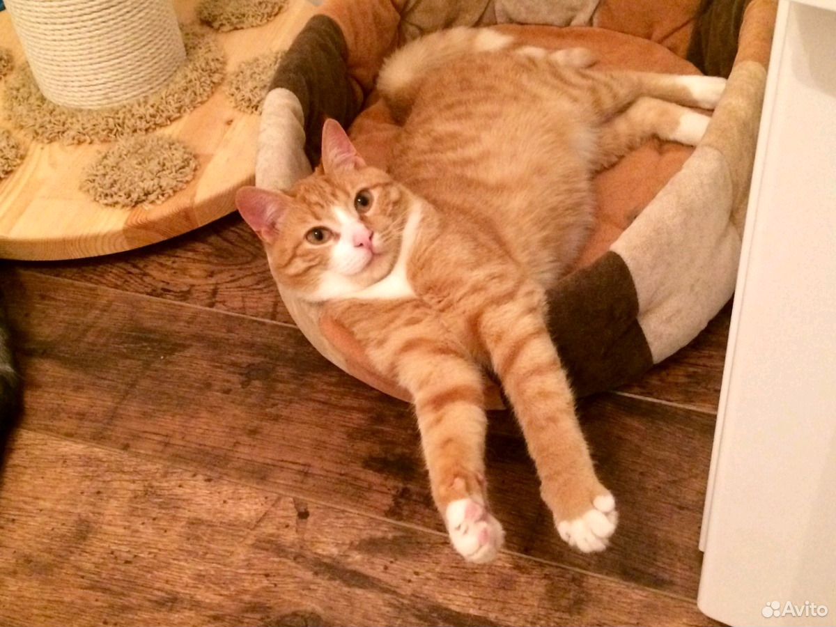 Фантик 1год