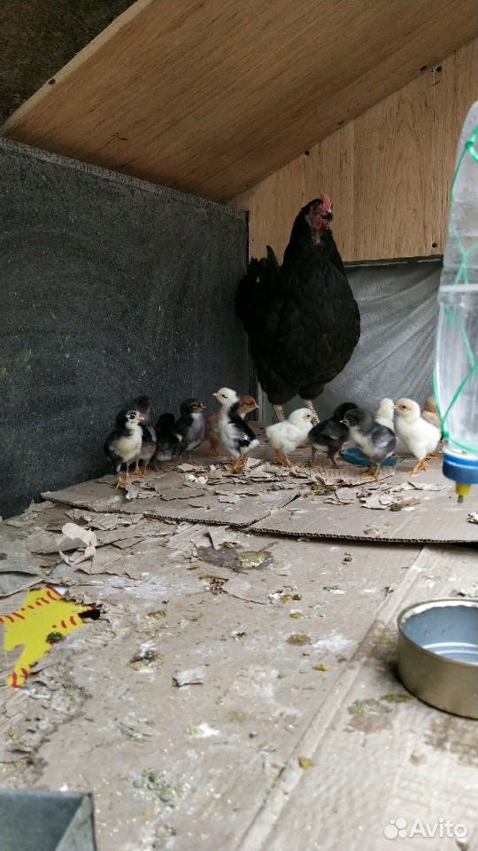 Цыплята деревенские