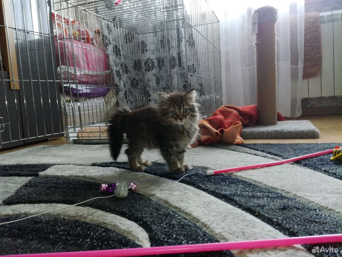 Отдам в котенка добрые руки
