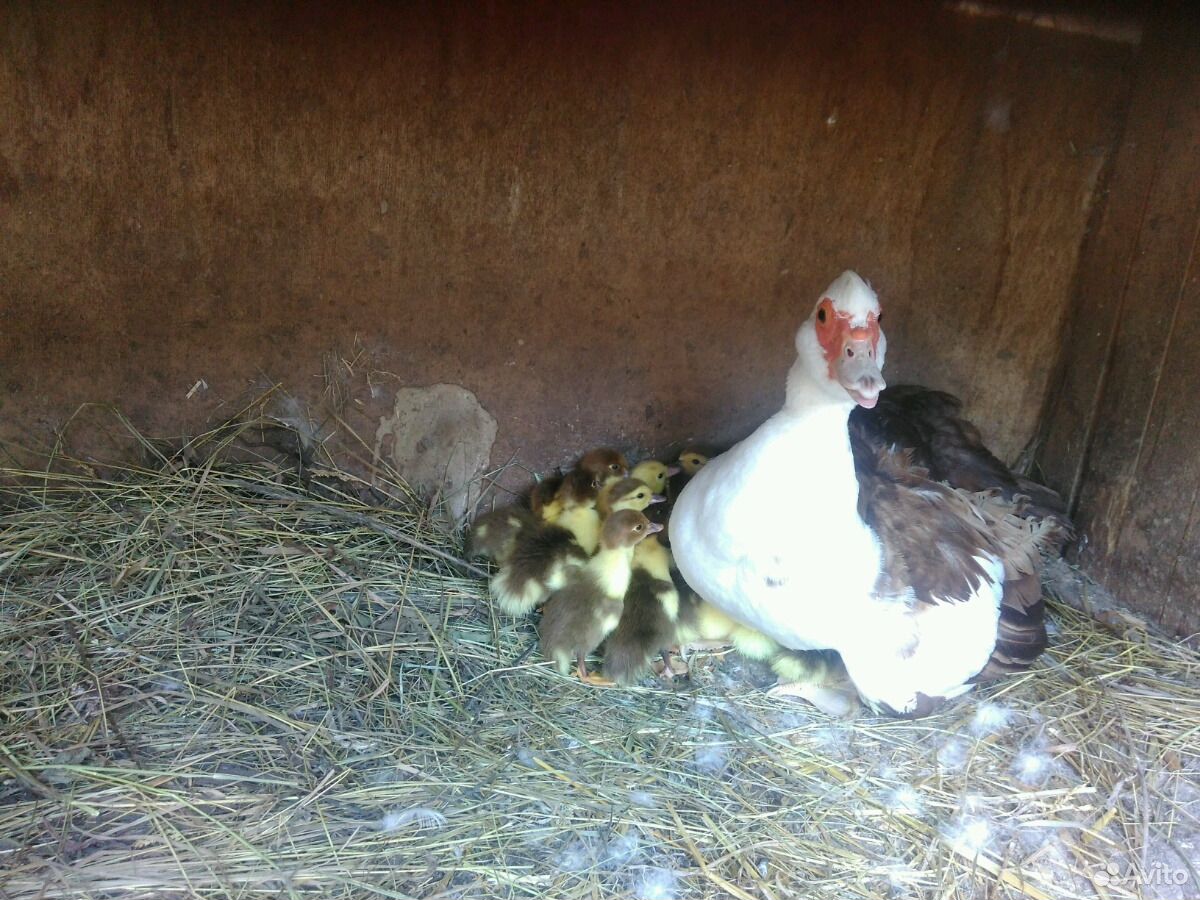 Индоутята(шептуны)