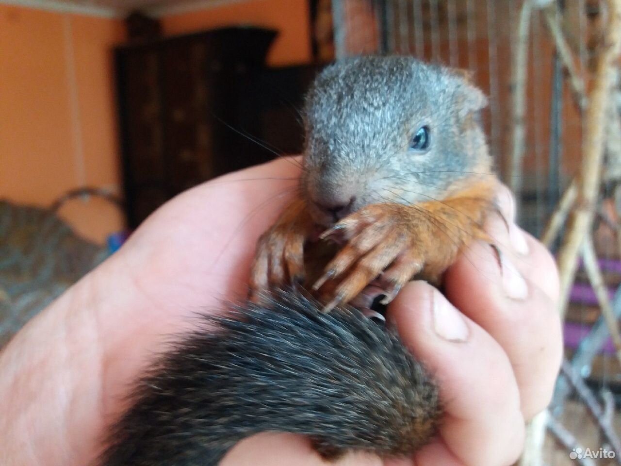 Домашние бельчата (бронируем)