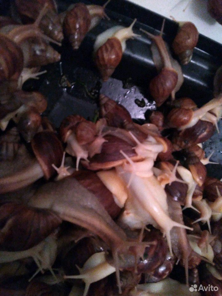 Улитки Ахатины