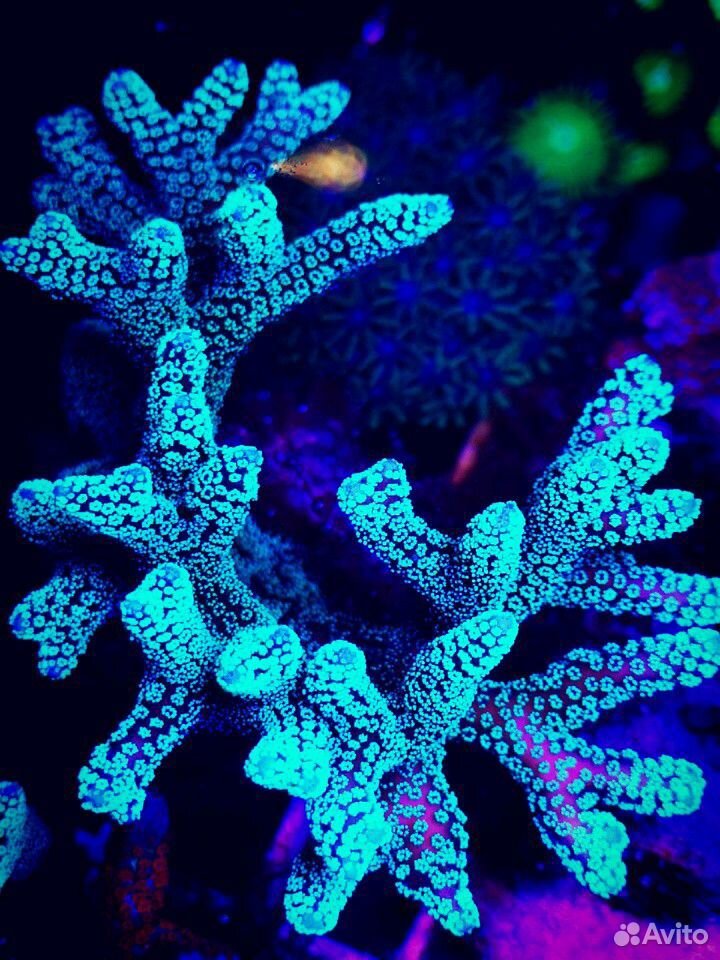 Кораллы живые в морской аквариум