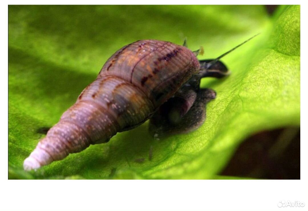 Улитки катушки и Мелании