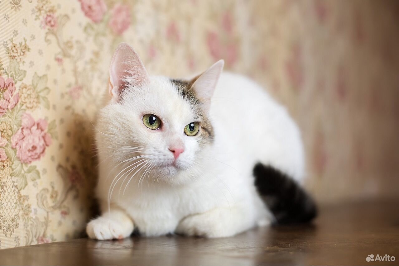 Котик Лео