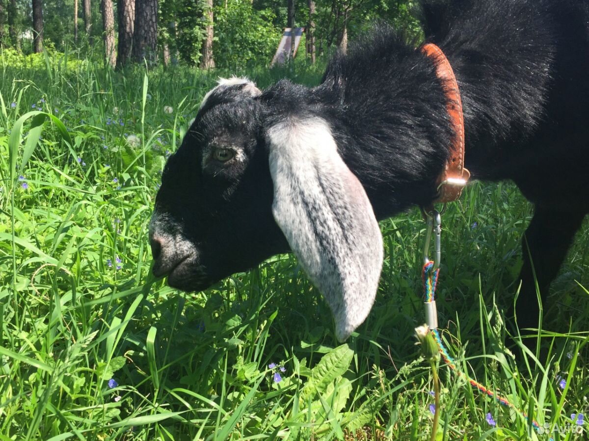 100 процентный нубийский козел