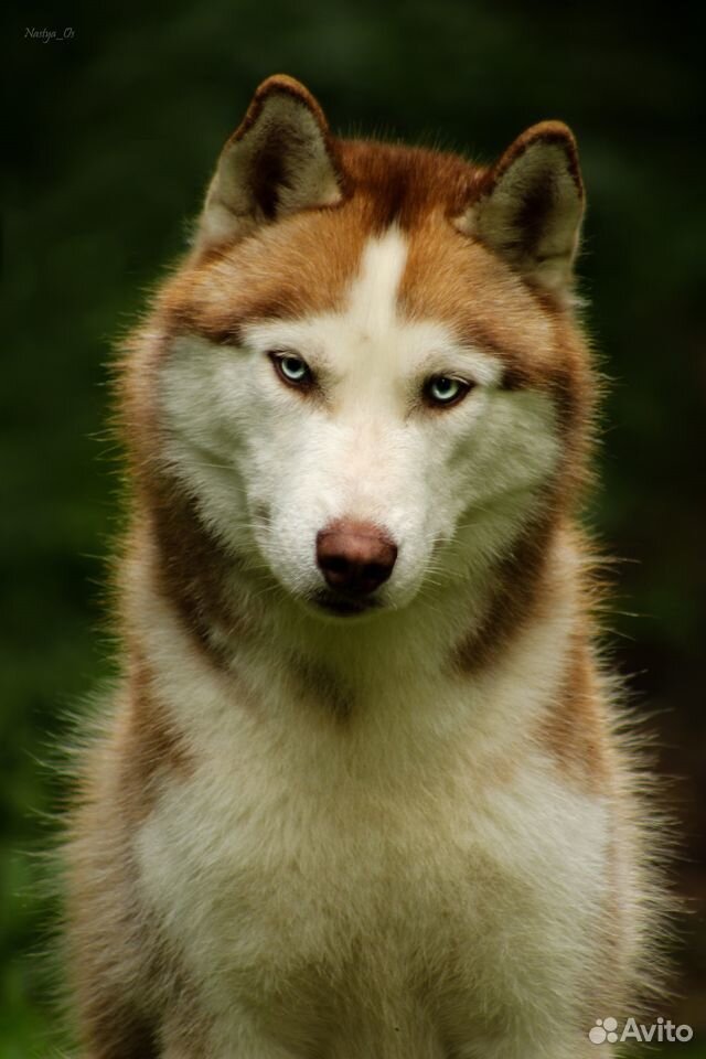 Голубоглазый кобель хаски для вязки