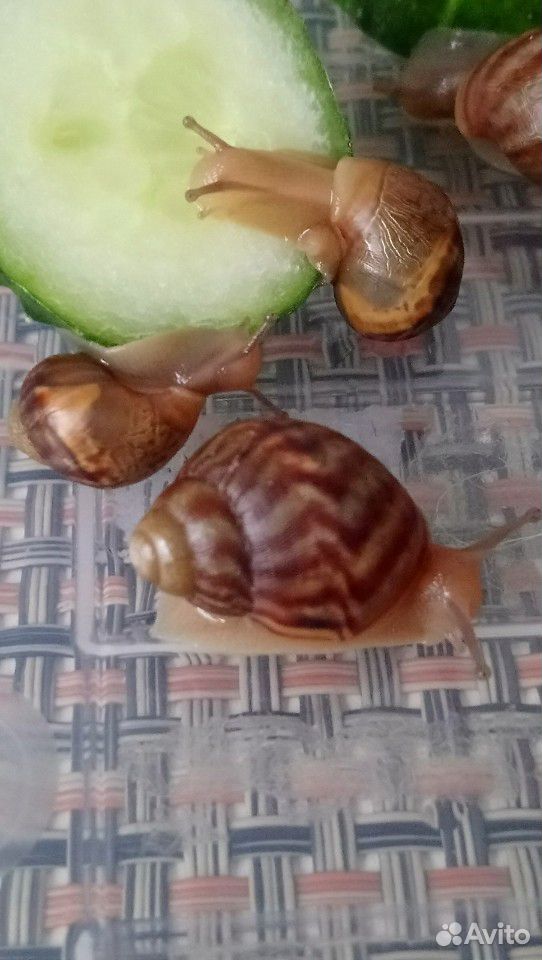 Ахатины, 2 см