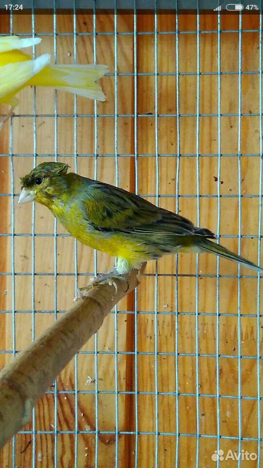 Певчие Кенара