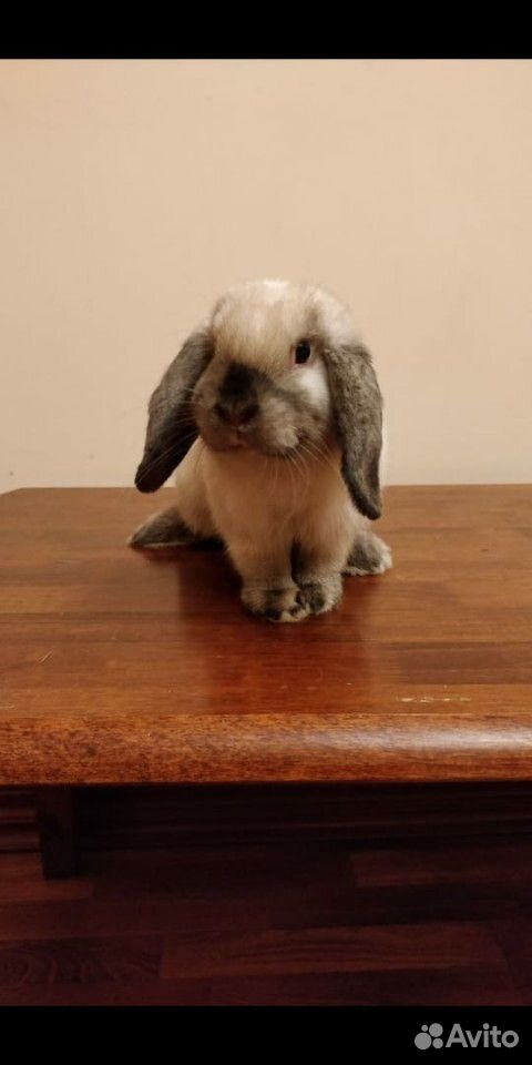 Кролик для случки