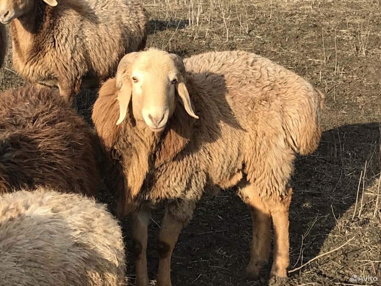 Баран Гейсар на племя